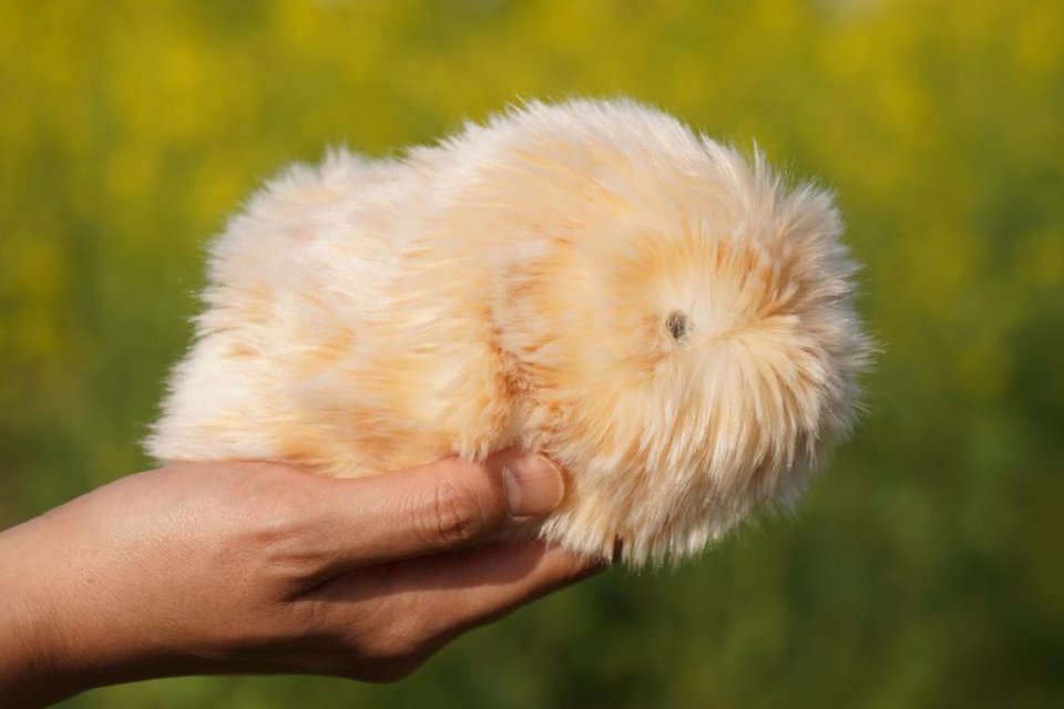 Moflin Robot Pet by Casio Wins Hearts with AI-Driven Personality in Japan