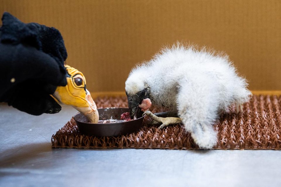 Prague Zoo Uses Hand Puppets to Raise Baby Vultures Without Human ...