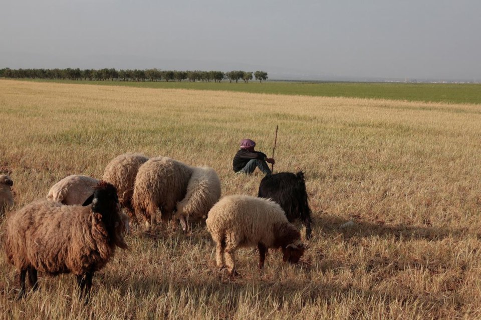 Worst Drought in 36 Years Pushes Syria Toward Major Wheat Shortage and ...
